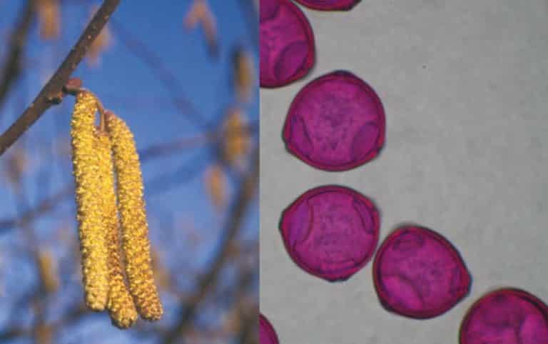 Pollen | Swissallergy